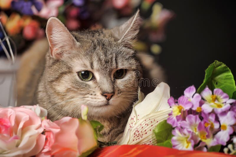 Tabby cat on among flowers stock image. Image of grass - 181435599