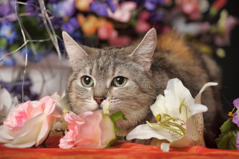 Tabby cat on among flowers stock image. Image of grass - 181435609
