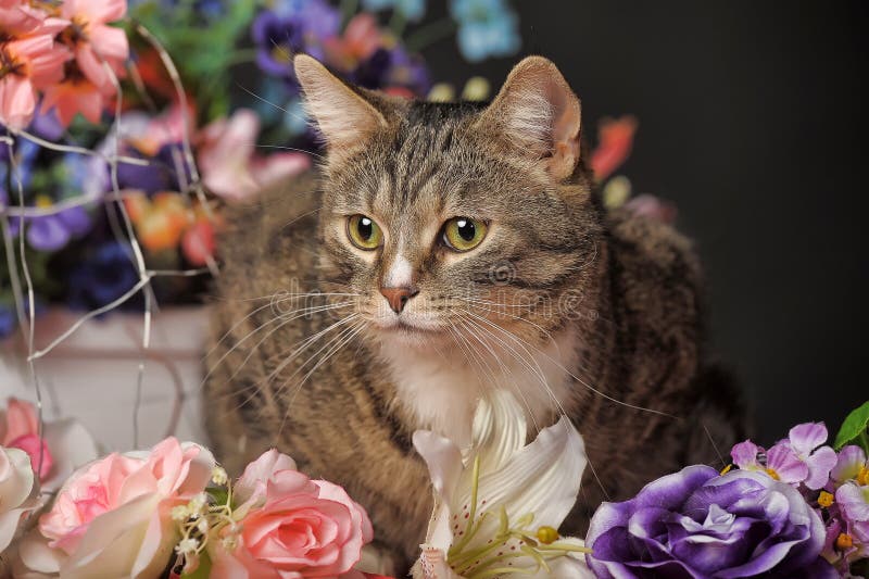 Tabby cat and flowers stock image. Image of adorable - 35260659