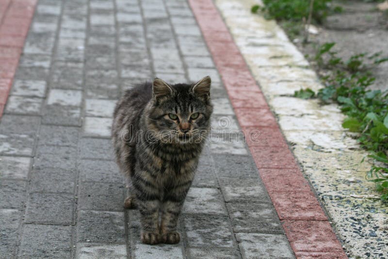 Tabby cat on a footpath stock image. Image of cyprus - 135996817