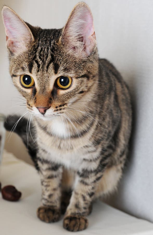 Tabby cat full portrait stock photo. Image of closeup - 82638578
