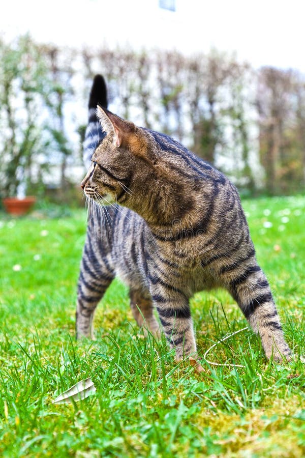 Tabby cat in the garden stock image. Image of look, eyes - 41749339