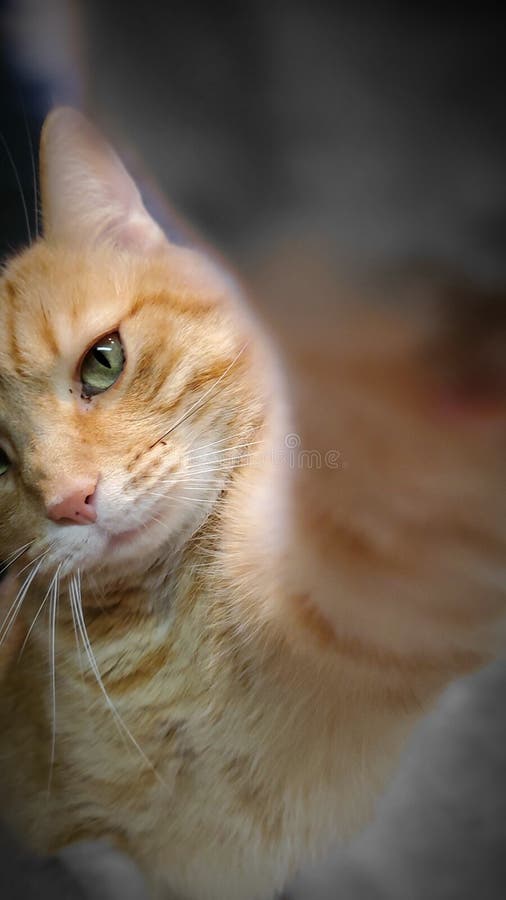 Tabby Cat Giving Cameraman a High-5 Stock Photo - Image of giving ...