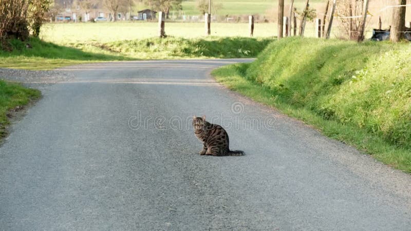 The Tabby Cat Goes To Sit on the Road, Stretches and Leaves Stock ...