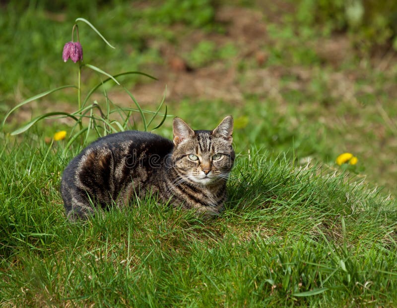 Tabby Cat in Grass stock photo. Image of comfort, sunshine - 30475974