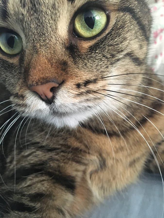 Tabby cat stock photo. Image of green, kitten, tabby - 81706724