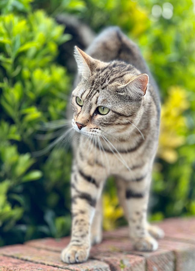 Tabby Cat with Green Eyes Standing on a Wall with a Green Leaf Bush ...