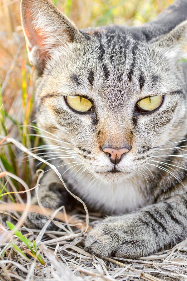 Tabby cat on the ground stock image. Image of asia, domestic - 205835325