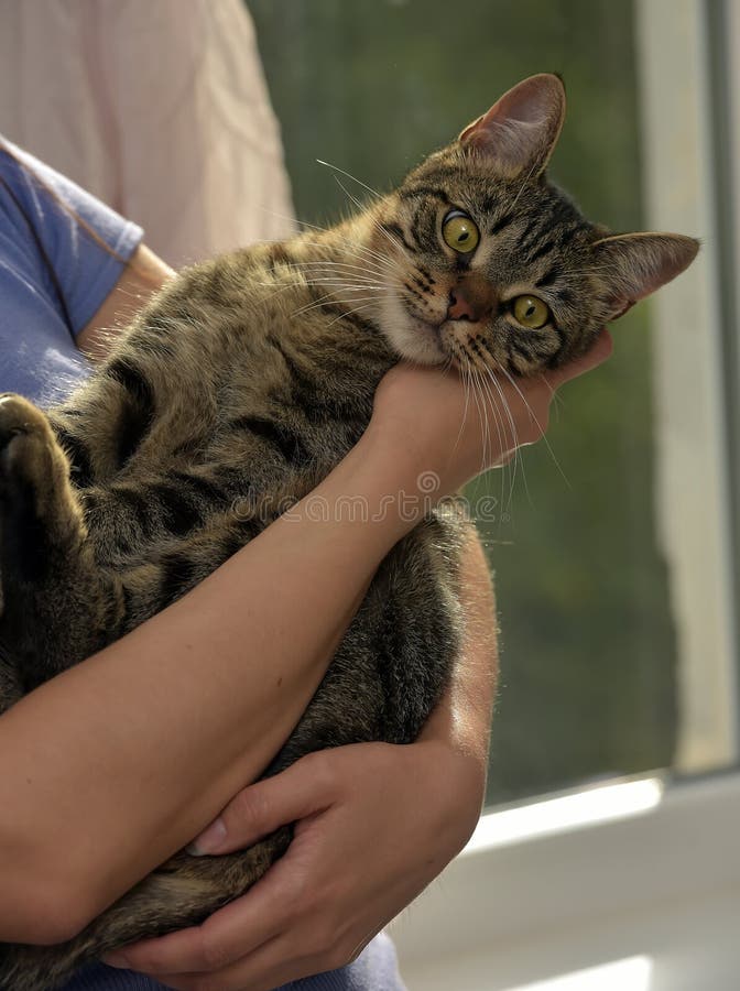 Tabby cat in hands stock image. Image of people, candid - 169593755