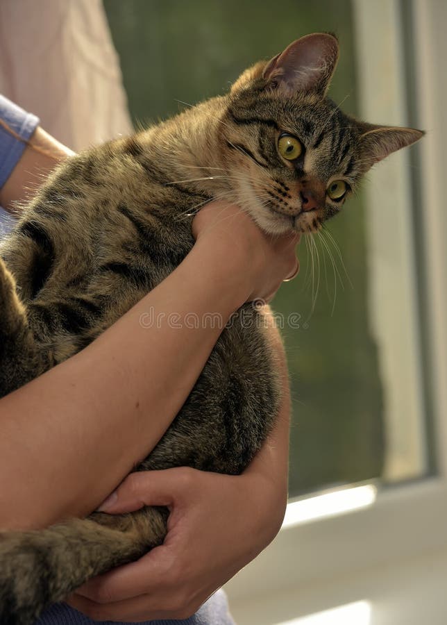 Tabby cat in hands stock image. Image of people, candid - 169593755