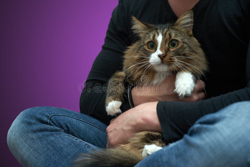 Tabby Cat in the Hands of the Owner Stock Photo - Image of friendly ...
