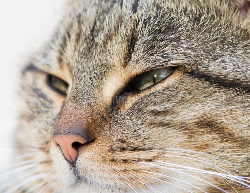 Tabby cat head stock photo. Image of alone, comfortable - 35172926