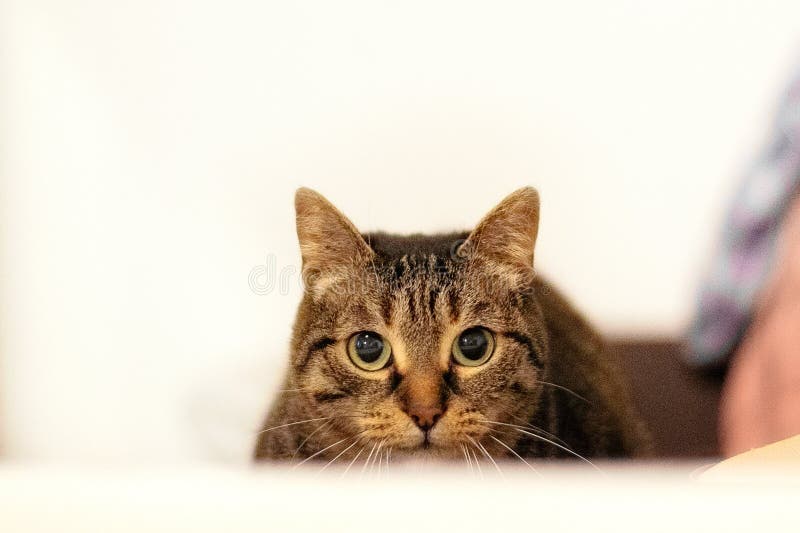 Tabby Cat Head Template with Copy Space Stock Image - Image of animal ...