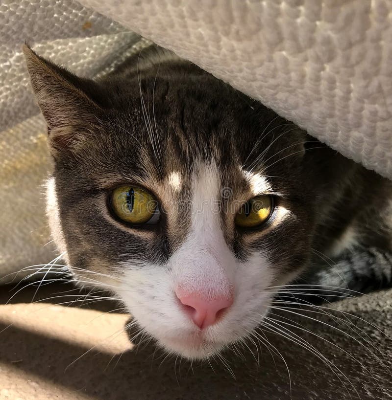 Tabby cat hiding editorial photography. Image of sunlight - 167230377