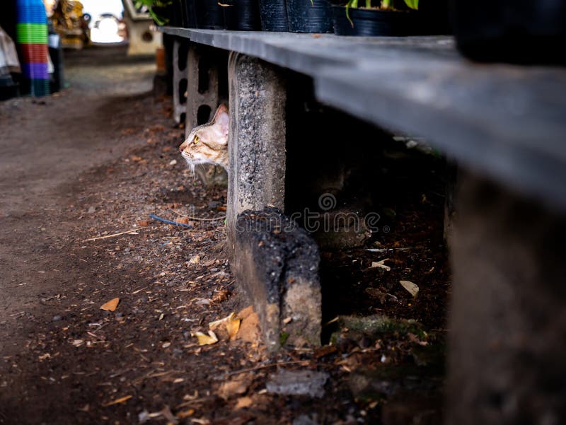 Tabby Cat Hiding Under the Table Stock Photo - Image of creature, breed ...
