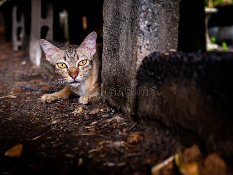 Tabby Cat Hiding Under the Table Stock Photo - Image of hair, plant ...