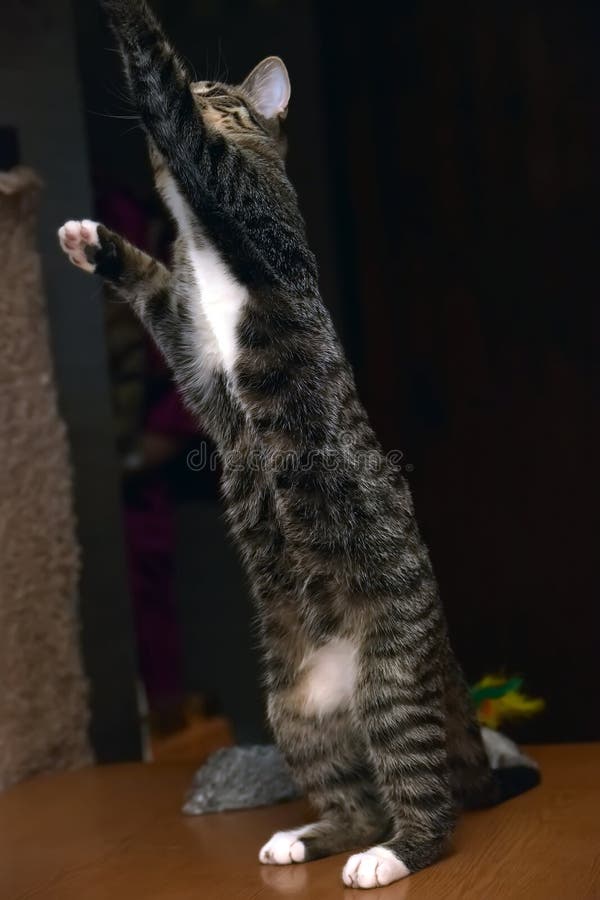 Cat on hind legs catches stock photo. Image of catches - 159423256