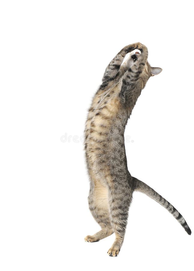 Tabby Cat Dancing on White Backdrop Stock Image - Image of celebrating ...
