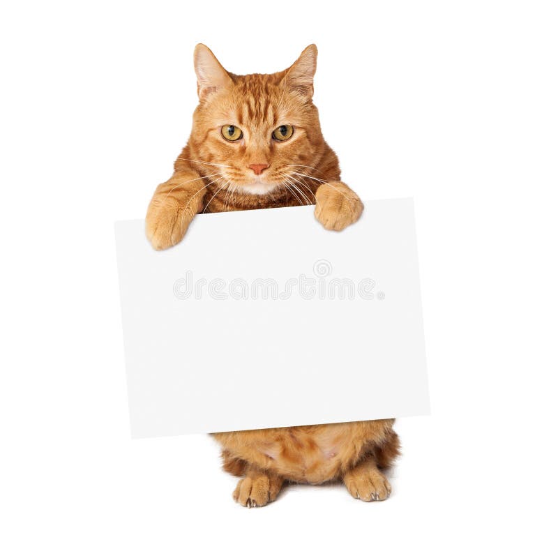 Free Cat Sign