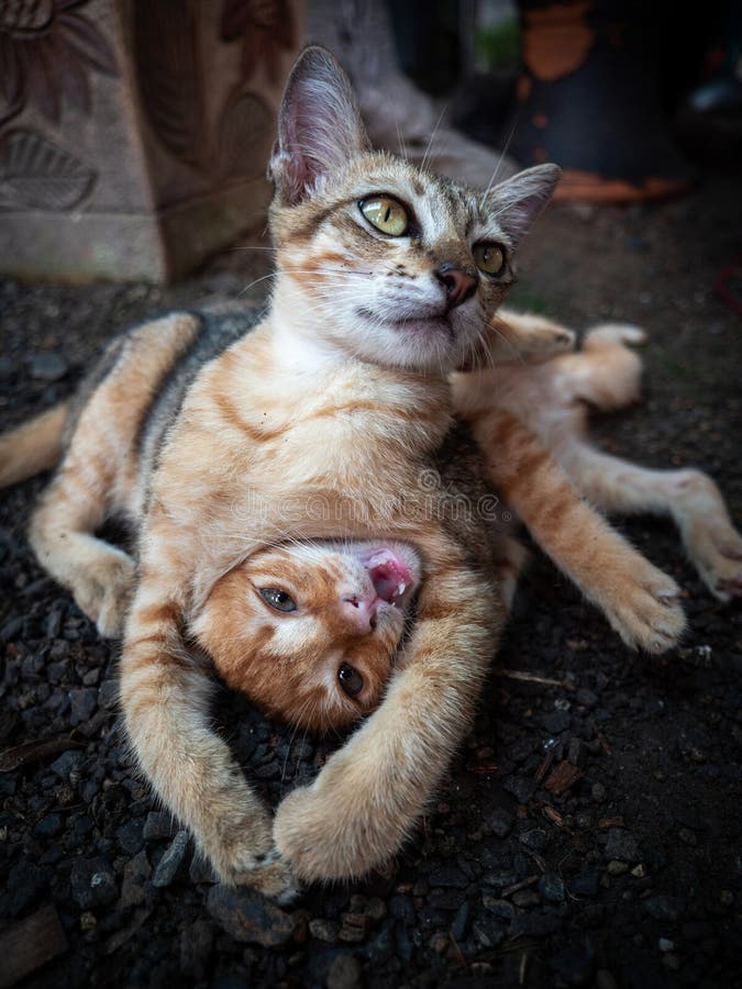 Tabby Cat Hugging and Lying on Top of the Yellow Kitten Stock Photo ...