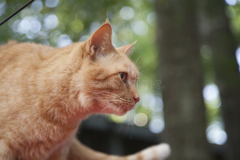 Tabby Cat Hunting stock photo. Image of outdoors, pets - 82600136