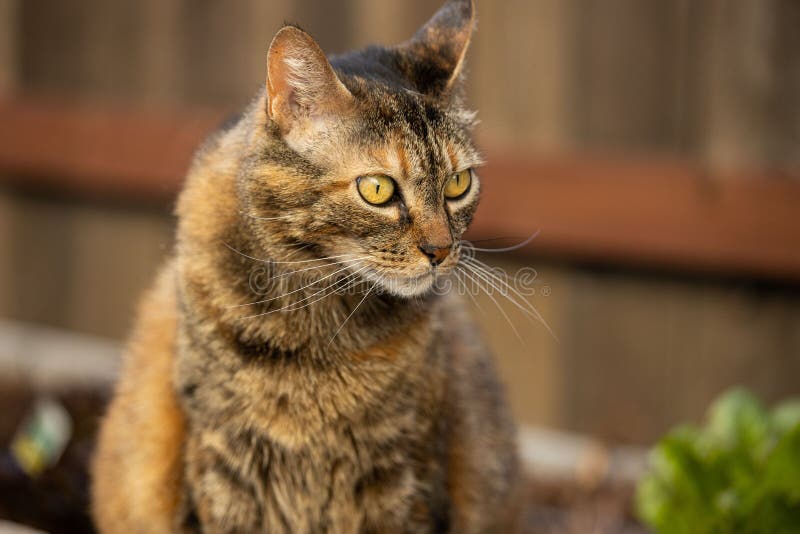 Tabby Cat with Intense Stare Stock Image - Image of kitten, outdoors ...