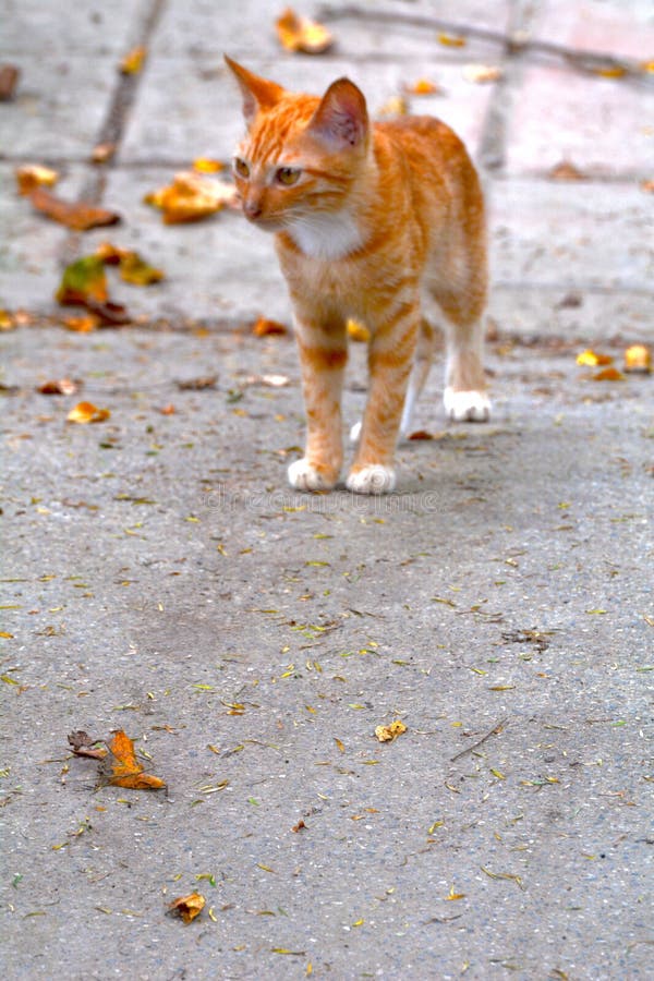 A Tabby Cat (Agouti Cat) Strolling on the Brick Path Stock Photo ...