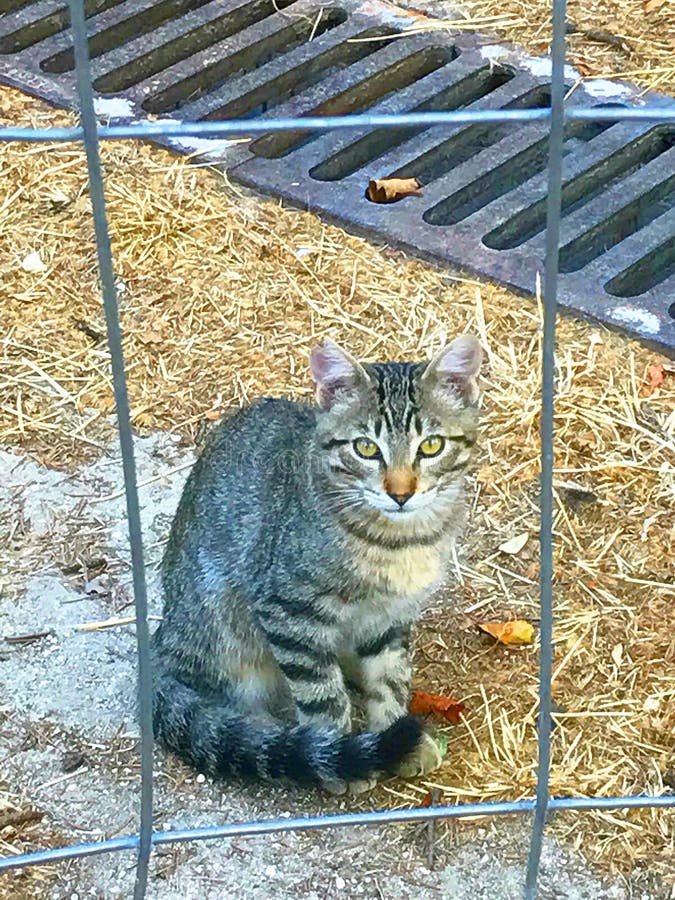 Tabby cat in a jail stock image. Image of color, vertical - 371245665