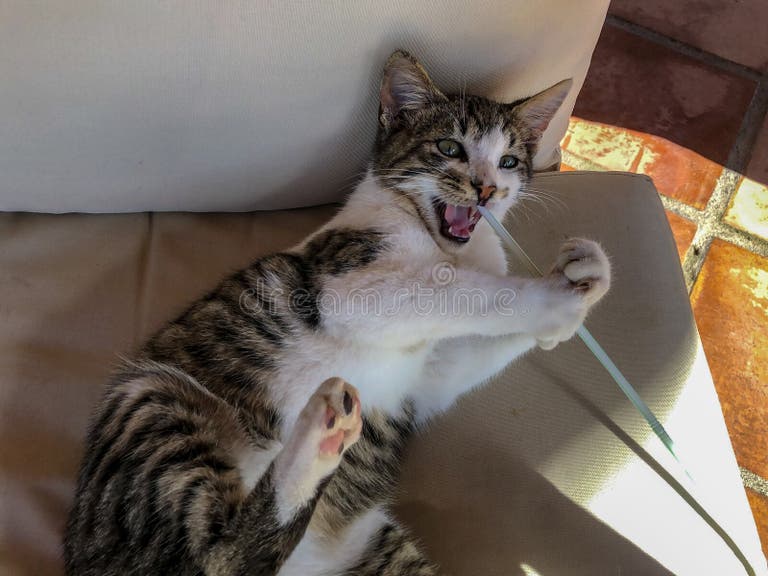 Tabby Cat Kitten Playing with a Plastic Straw Stock Image - Image of ...