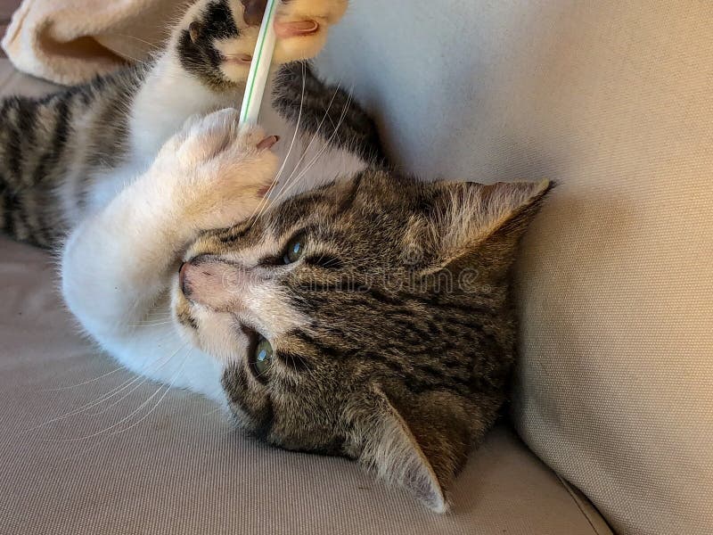 Tabby Cat Kitten Playing with a Plastic Straw Stock Image - Image of ...