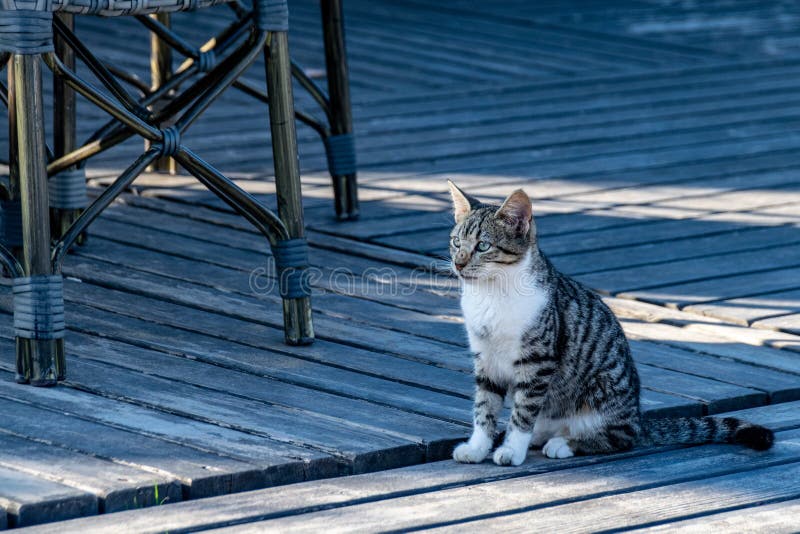 Tabby Cat Kitten Sitting on Patio Decking in Summer Stock Image - Image ...