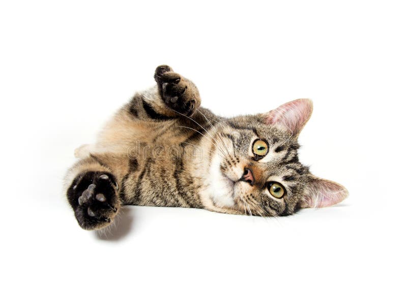 6,176 Cat Laying Down Photos - Free & Royalty-Free Stock Photos from ...