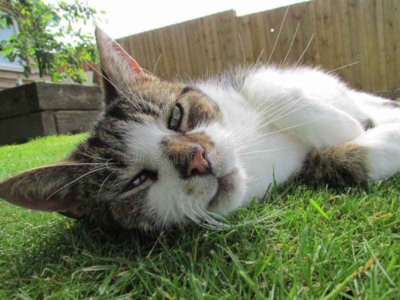 Suffolk Cat Stock Photos - Free & Royalty-Free Stock Photos from Dreamstime