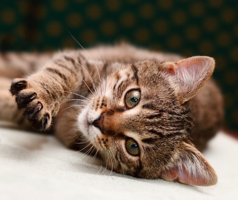 Tabby Cat laying on side stock image. Image of relax - 18660747