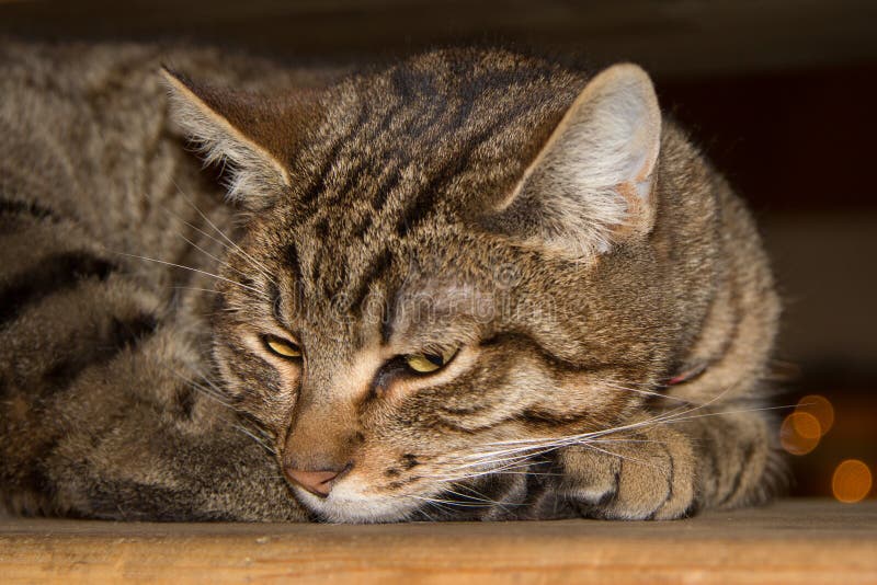 Tabby Cat laying on side stock image. Image of kitten - 52353437