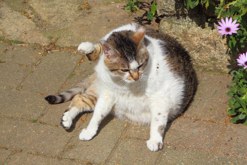 Tabby Cat with a Leg in the Air Stock Photo - Image of sitting, animal ...