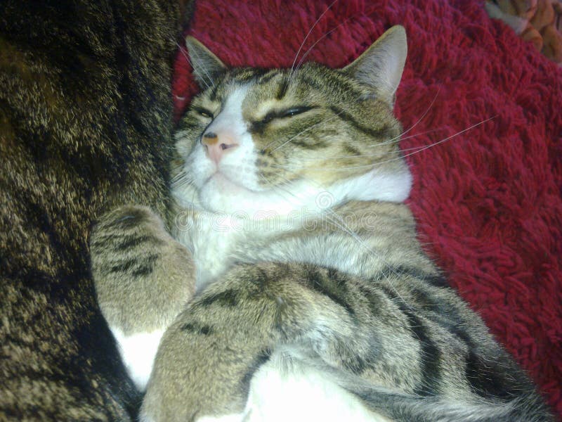 Tabby Cat with Leopard Markings Stock Photo - Image of kitty, chester ...