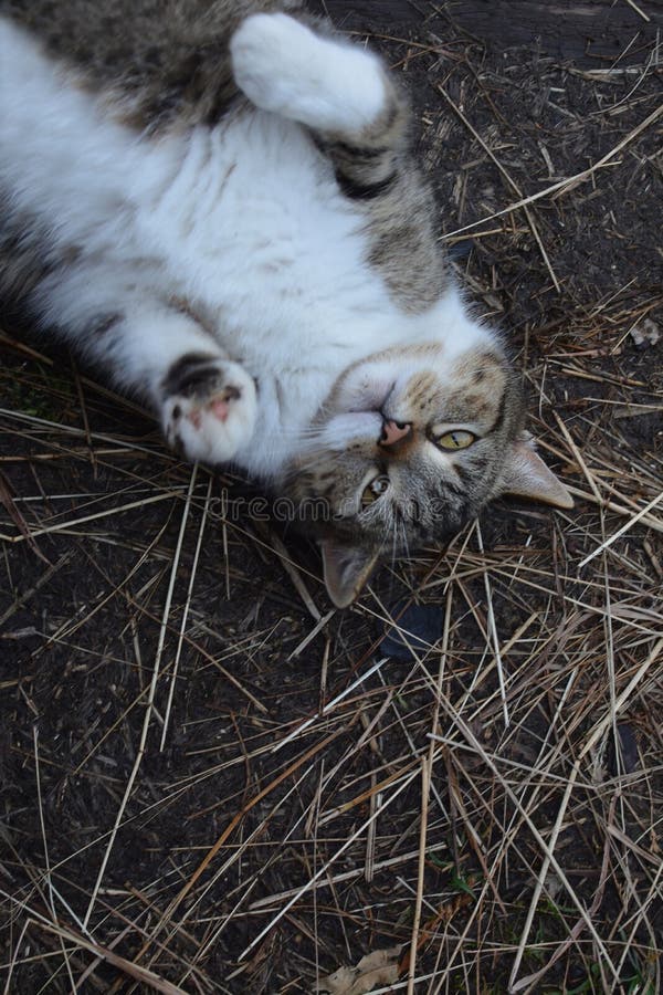 Tabby Cat Lies on Its Back in the Hay in the Yard Stock Image - Image ...