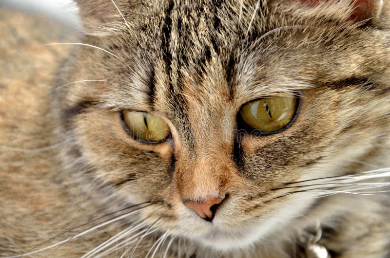 A tabby cat, macro stock photo. Image of macro, animal - 99490788