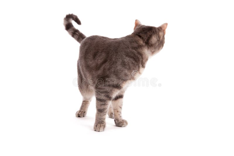 Tabby cat looking back stock photo. Image of looking - 29226534