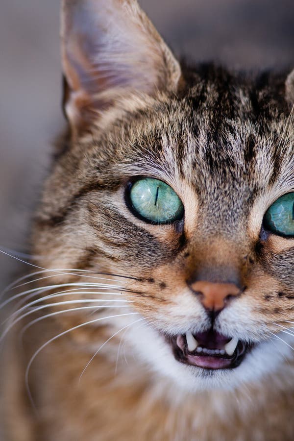 Tabby Cat Looking Directly Up at Camera Stock Image - Image of growth ...