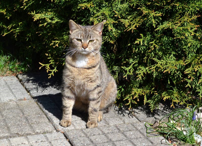 Angry Tabby Cat Sitting in the Garden Stock Image - Image of outdoor ...