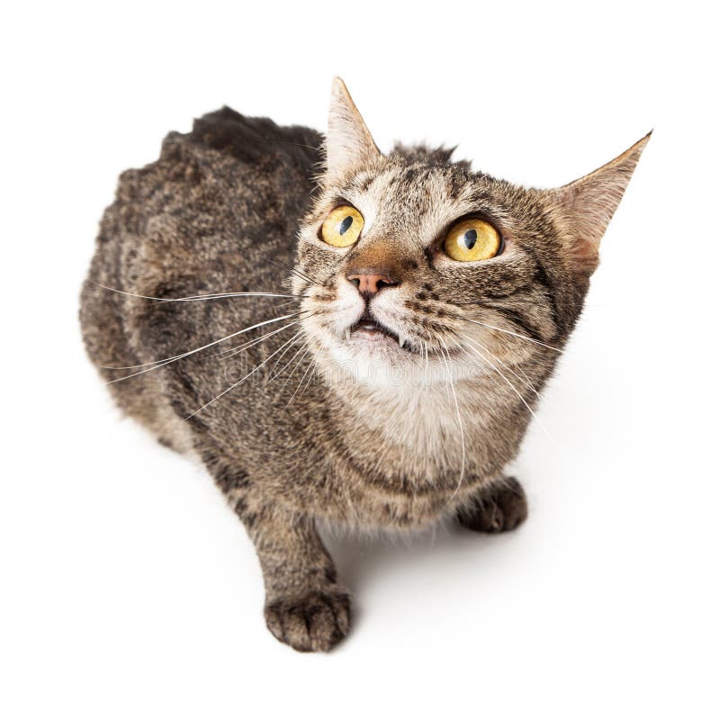 Tabby Cat Looking Up Afraid Stock Image - Image of mammal, domestic ...