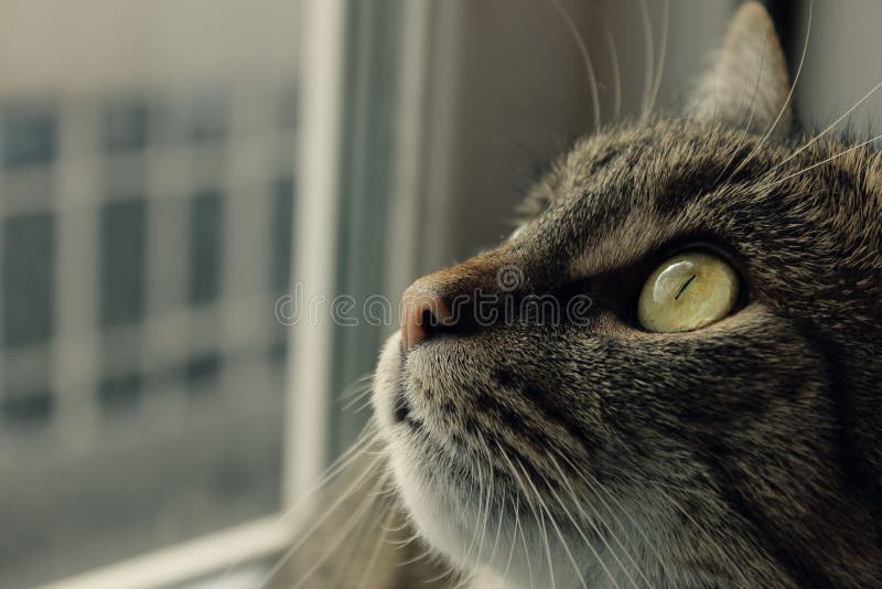 Tabby Cat Looking Up, Close Up. Cropped Shot of a Cat Stock Photo ...