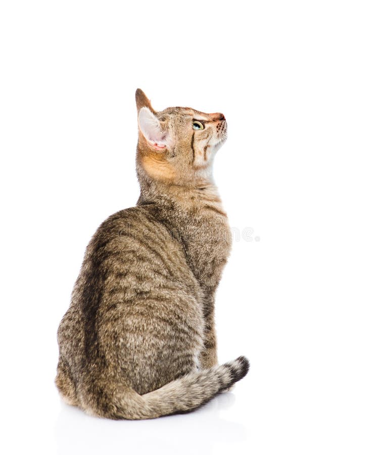 Cat Looking Up Cat Looking Up