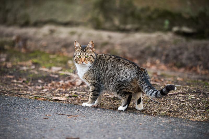Tabby Cat Back. Kitty is Walking on Old Road. Stock Image - Image of ...