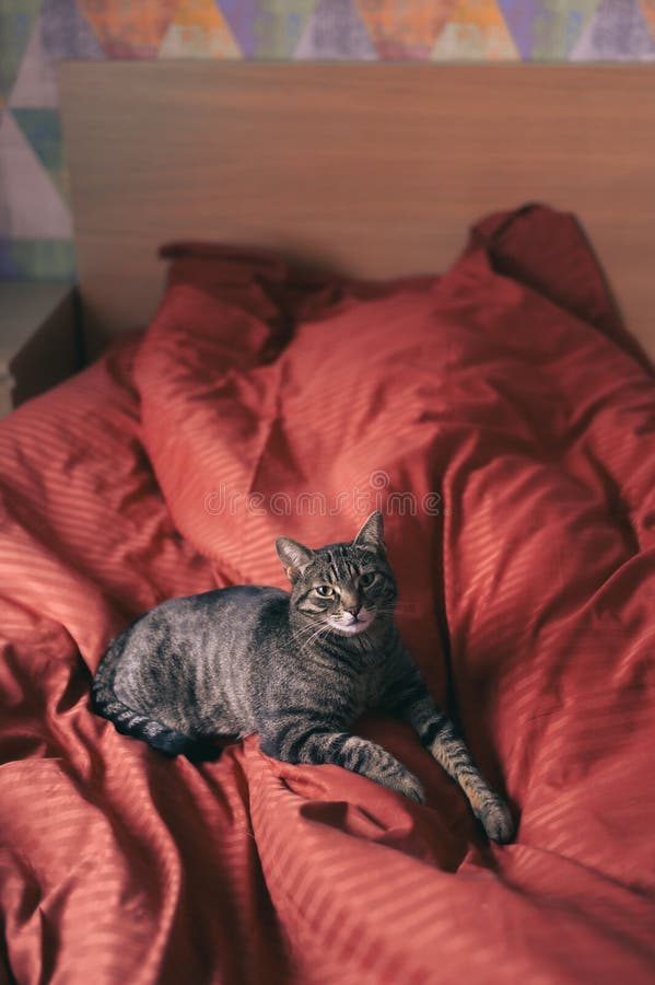 A Tabby Cat Lounging on a Red Bedspread in a Cozy Bedroom Setting ...