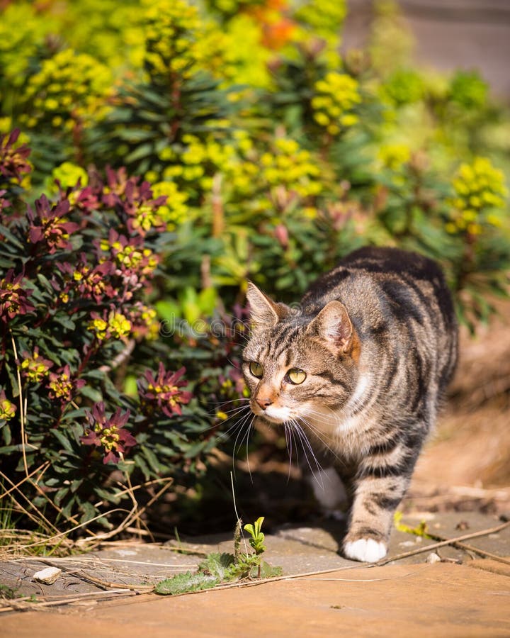 Tabby Cat in Lush Garden Setting Stock Afbeelding - Image of tenger ...