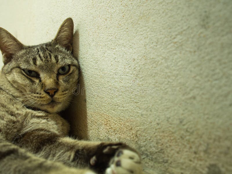 A tabby cat on a wall. stock image. Image of adorable - 237500297