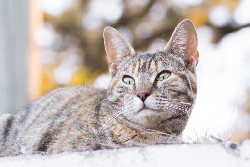 Squinting Tabby cat stock image. Image of squinting, animal - 92339037